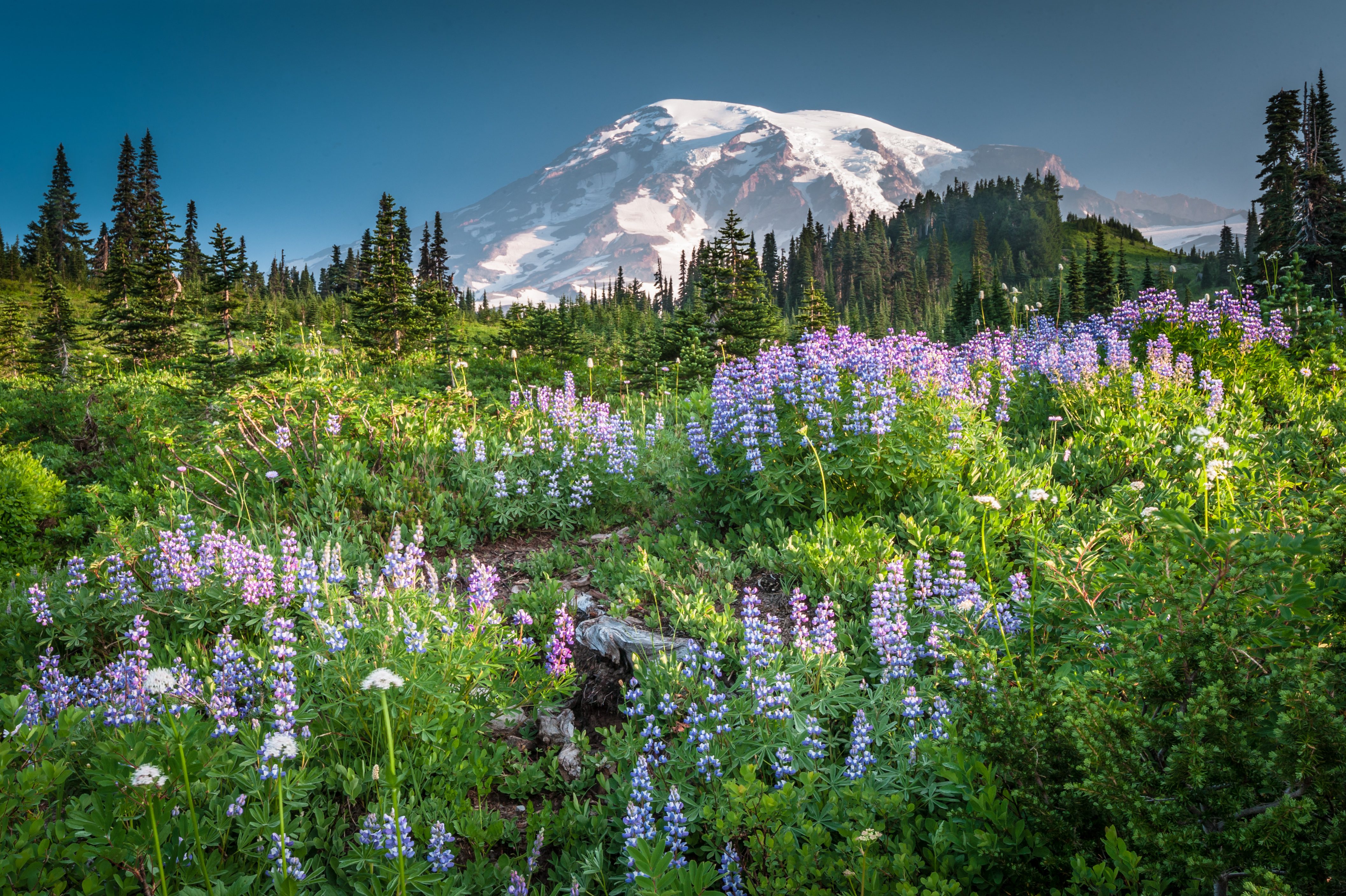 ‘Spring’ in Mount Rainier | Mike Walker Photography